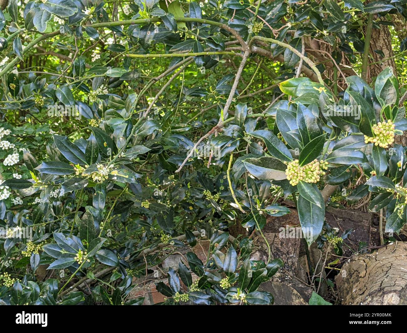 European holly (Ilex aquifolium Stock Photo - Alamy