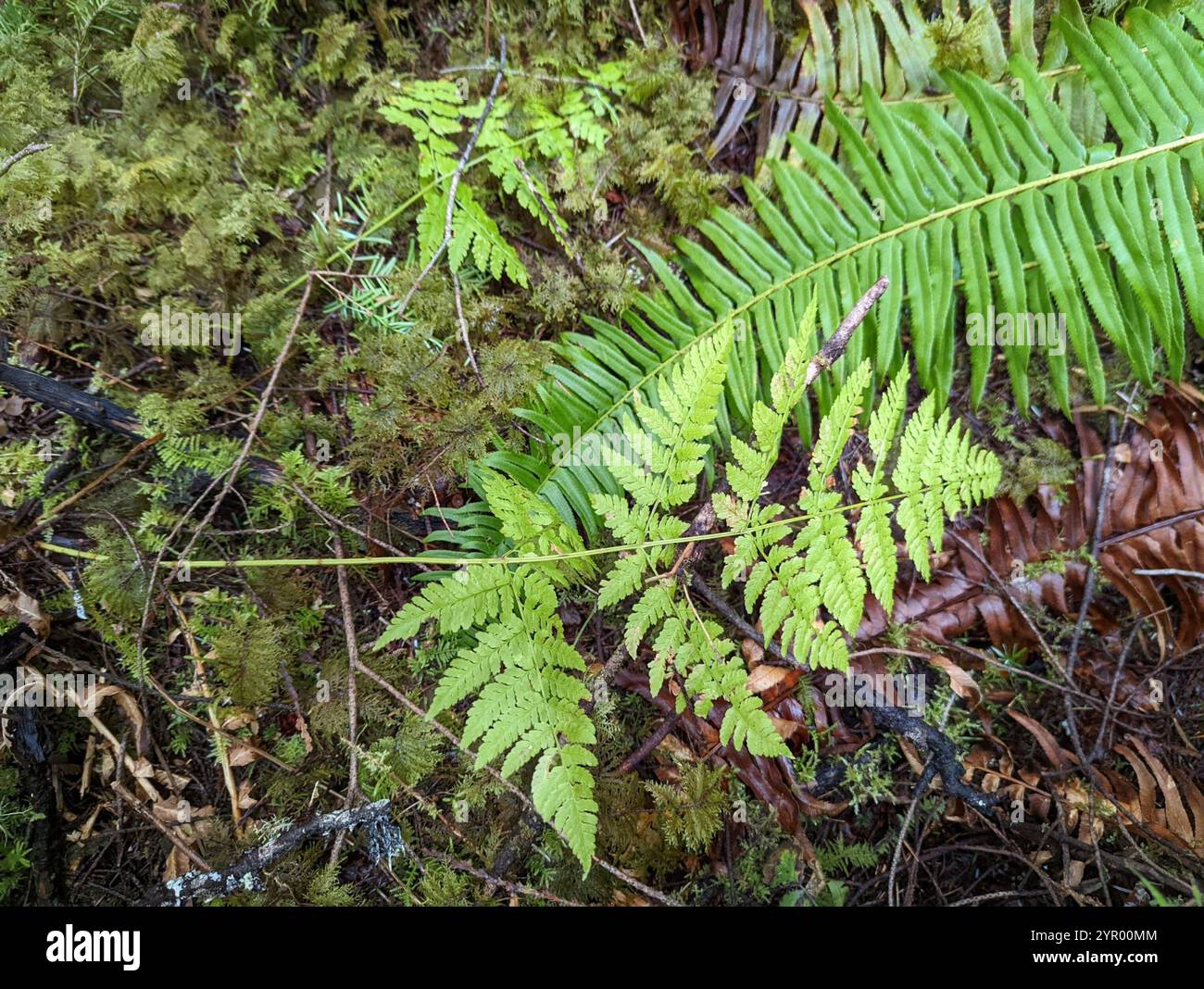 spreading wood fern (Dryopteris expansa Stock Photo - Alamy