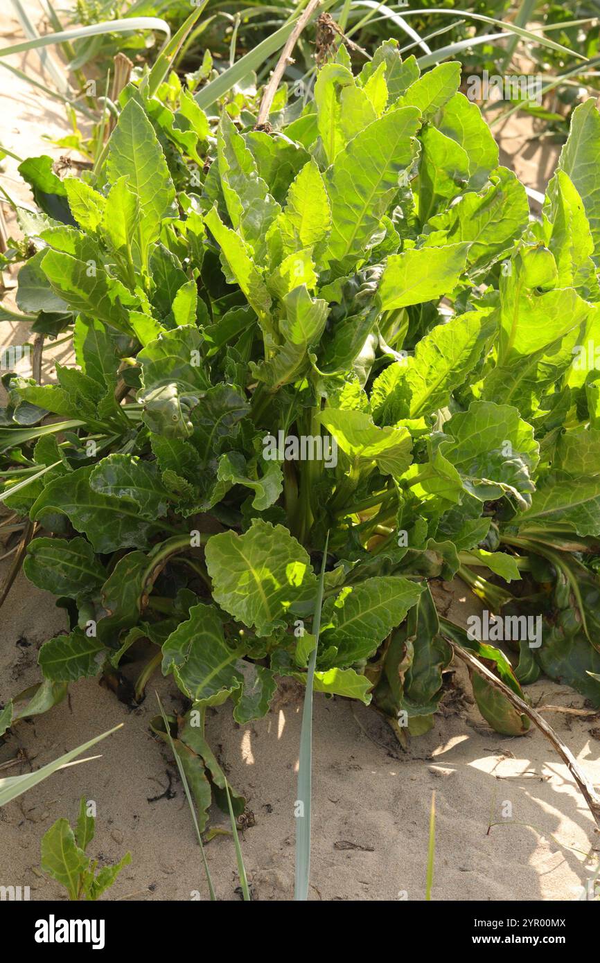 sea beet (Beta vulgaris maritima Stock Photo - Alamy