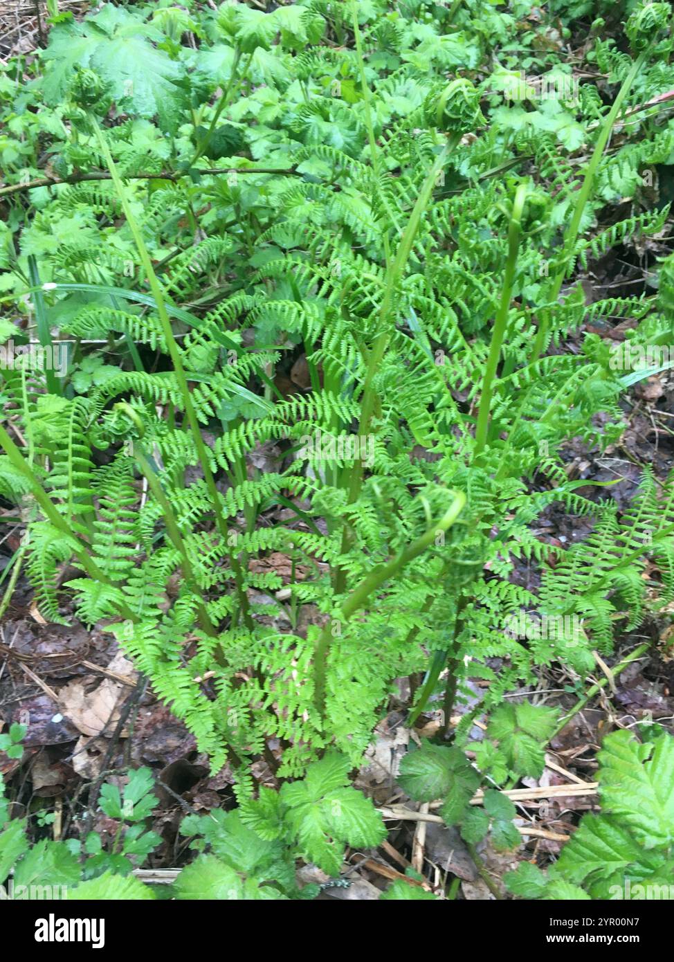 western lady fern (Athyrium filix-femina cyclosorum Stock Photo - Alamy