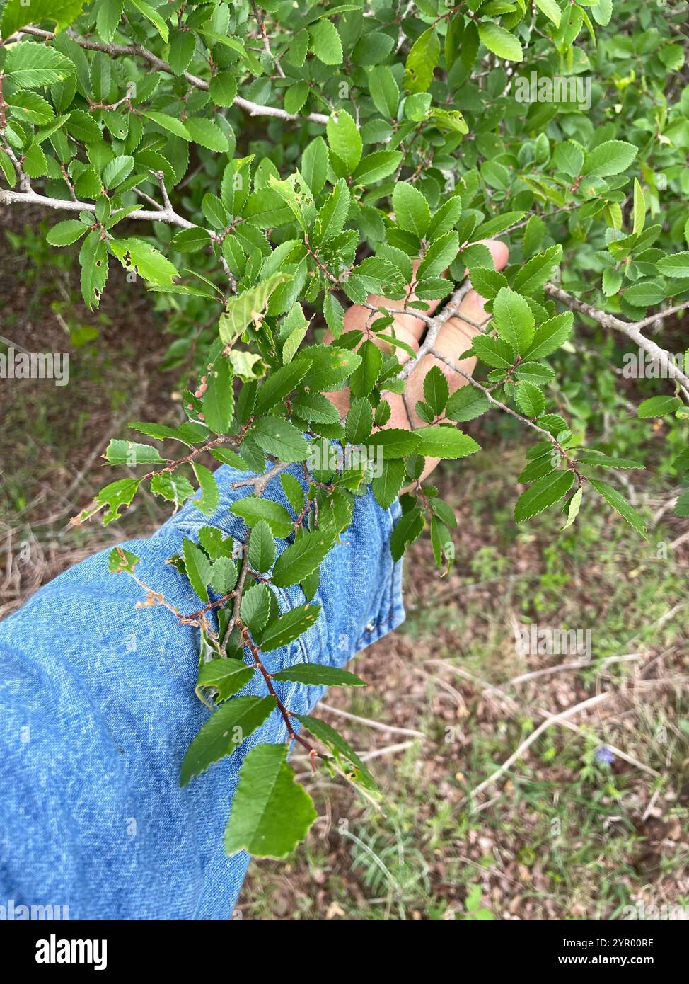 Cedar Elm (Ulmus crassifolia Stock Photo - Alamy