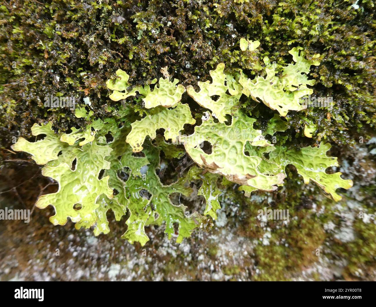 Tree Lungwort (Lobaria pulmonaria Stock Photo - Alamy