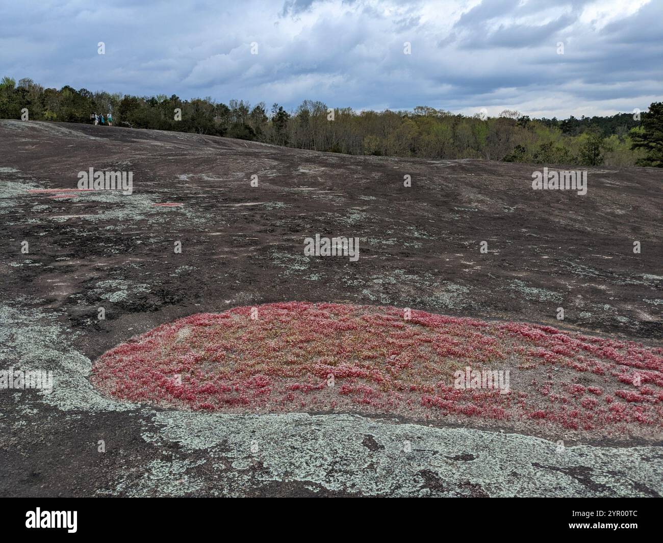 Elf Orpine (Sedum smallii Stock Photo - Alamy