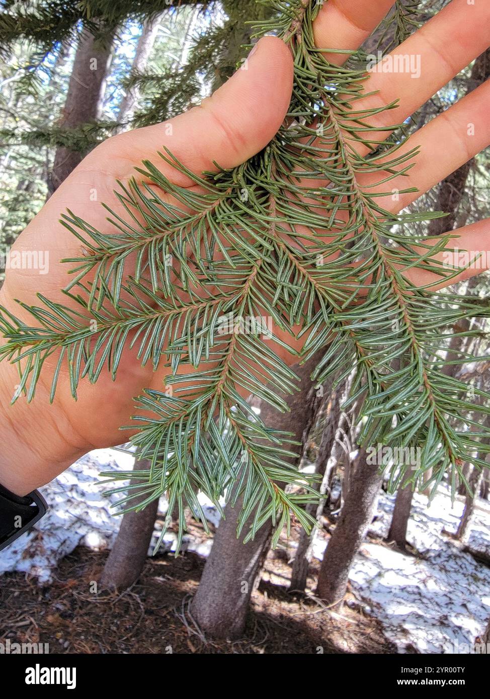 red fir (Abies magnifica Stock Photo - Alamy