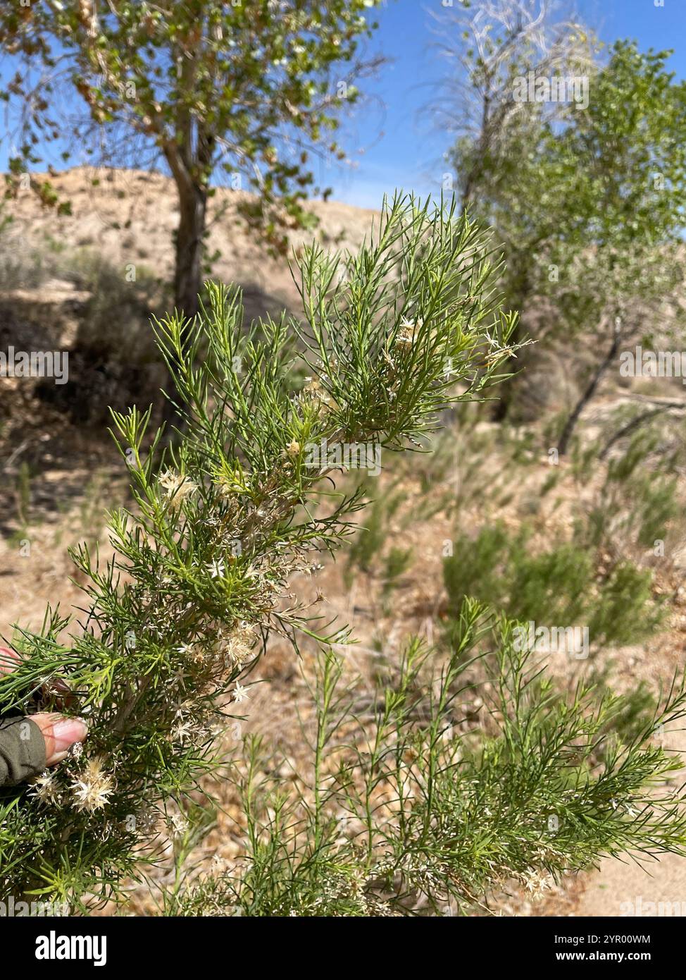 Black-banded Rabbitbrush (Ericameria paniculata Stock Photo - Alamy