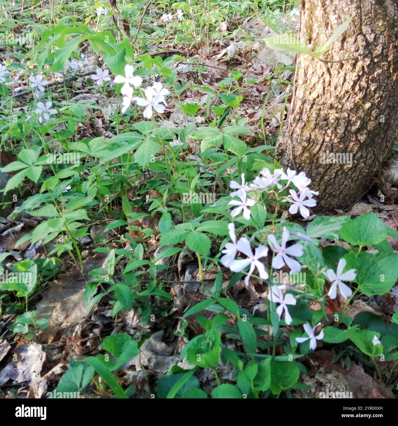 blue phlox (Phlox divaricata Stock Photo - Alamy
