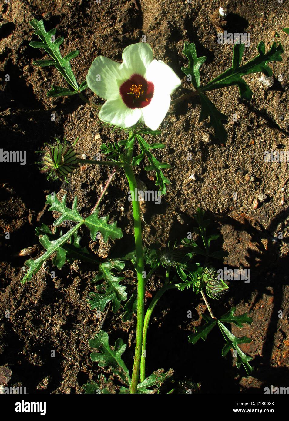 flower-of-an-hour (Hibiscus trionum Stock Photo - Alamy