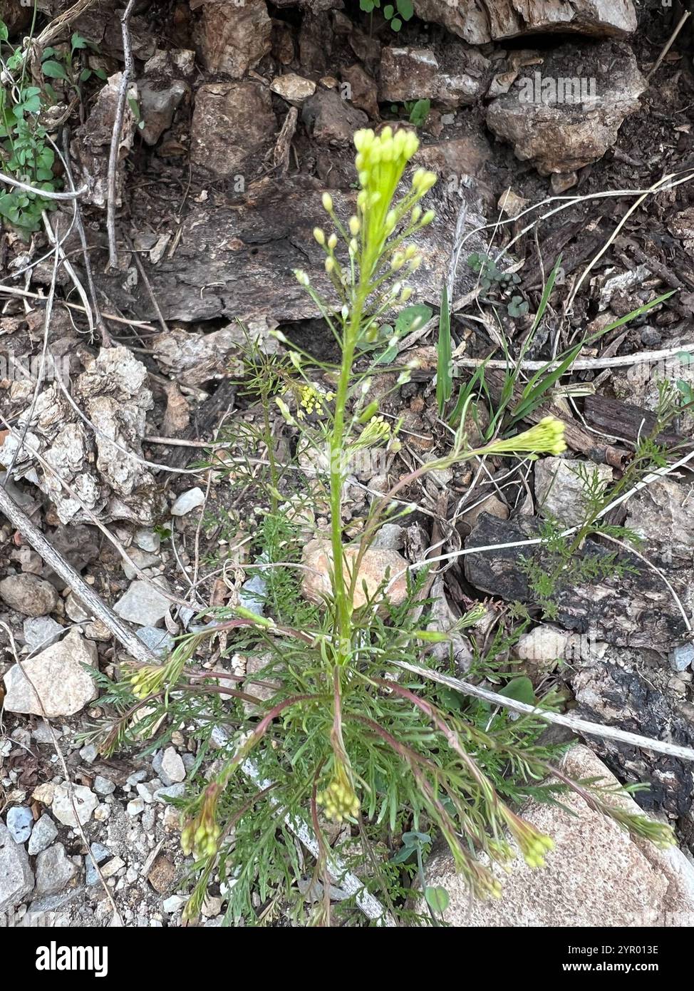 Western Tansymustard (Descurainia pinnata Stock Photo - Alamy