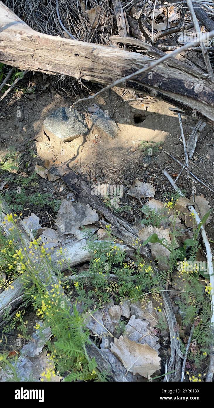 Western Tansymustard (Descurainia pinnata Stock Photo - Alamy