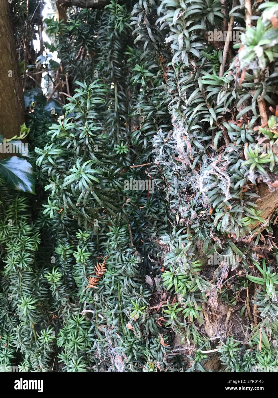 Taxaceae family hi-res stock photography and images - Alamy