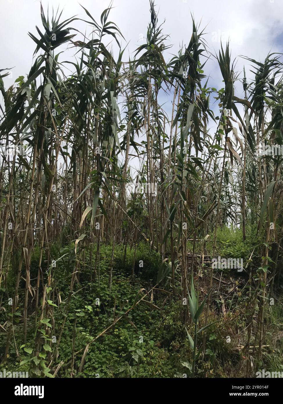 giant reed (Arundo donax Stock Photo - Alamy
