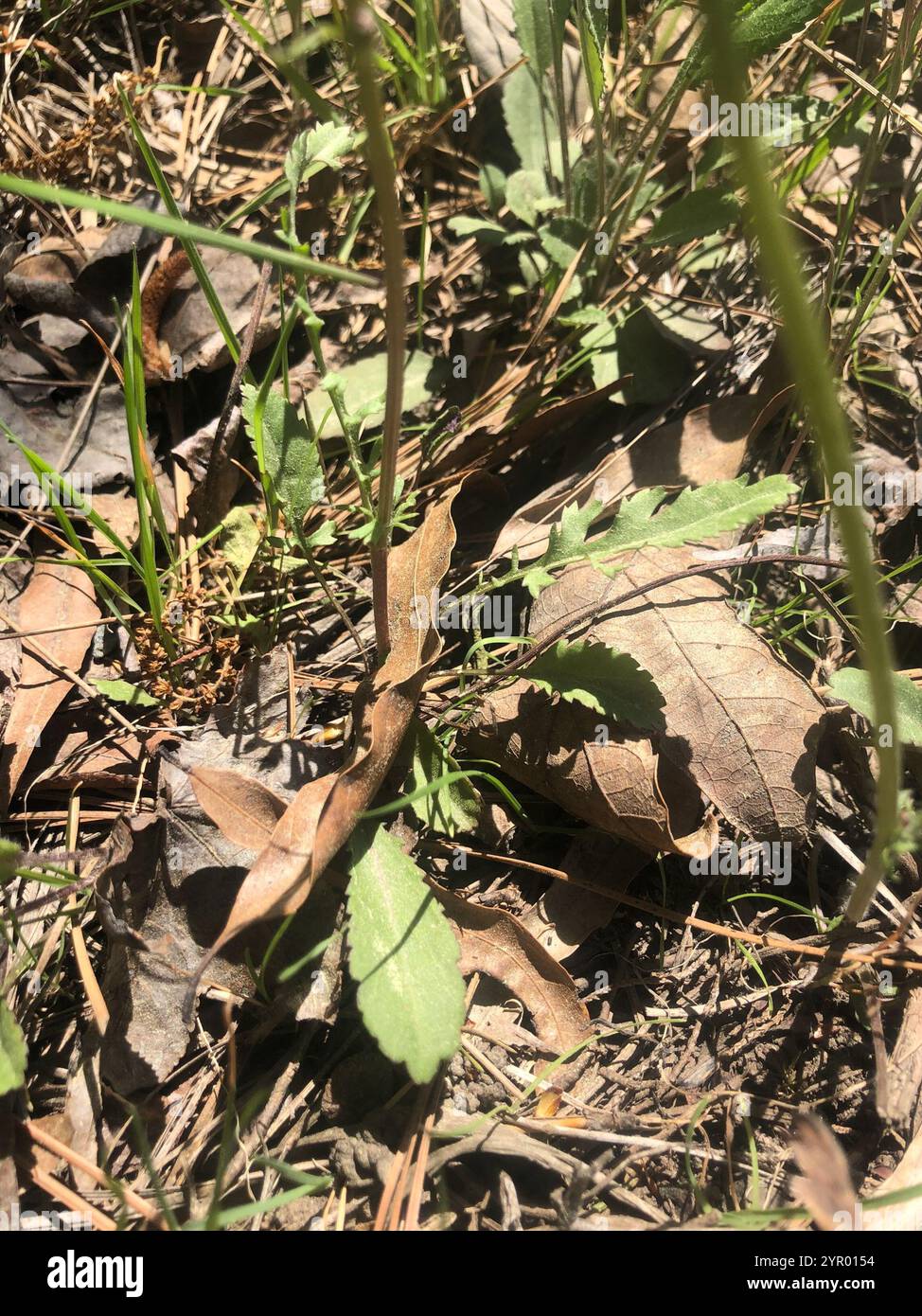 common balsam ragwort (Packera paupercula paupercula Stock Photo - Alamy