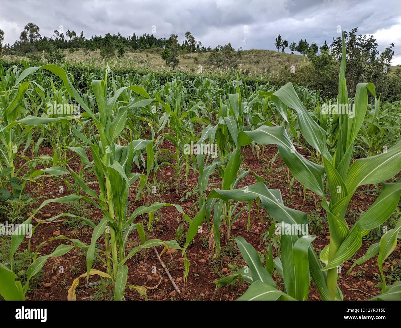 Maize (Zea mays Stock Photo - Alamy
