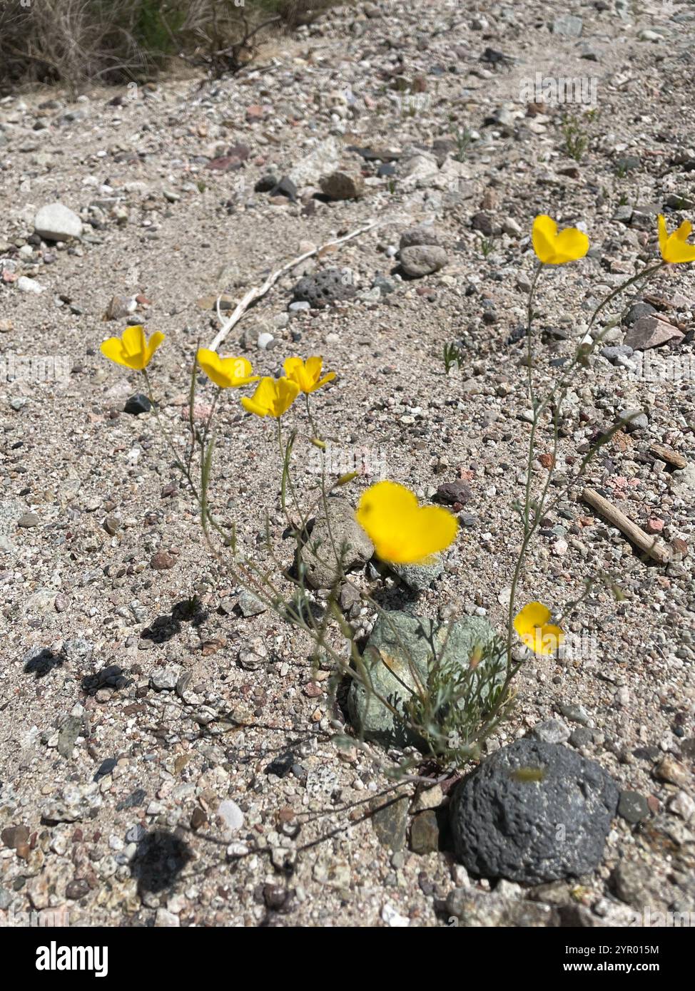 Desert Poppies (Eschscholzia Stock Photo - Alamy