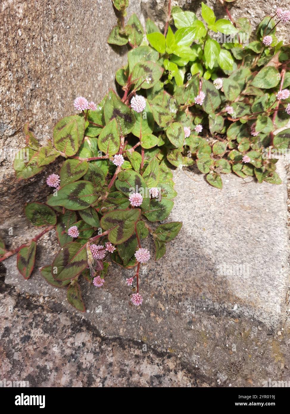 pink knotweed (Persicaria capitata Stock Photo - Alamy