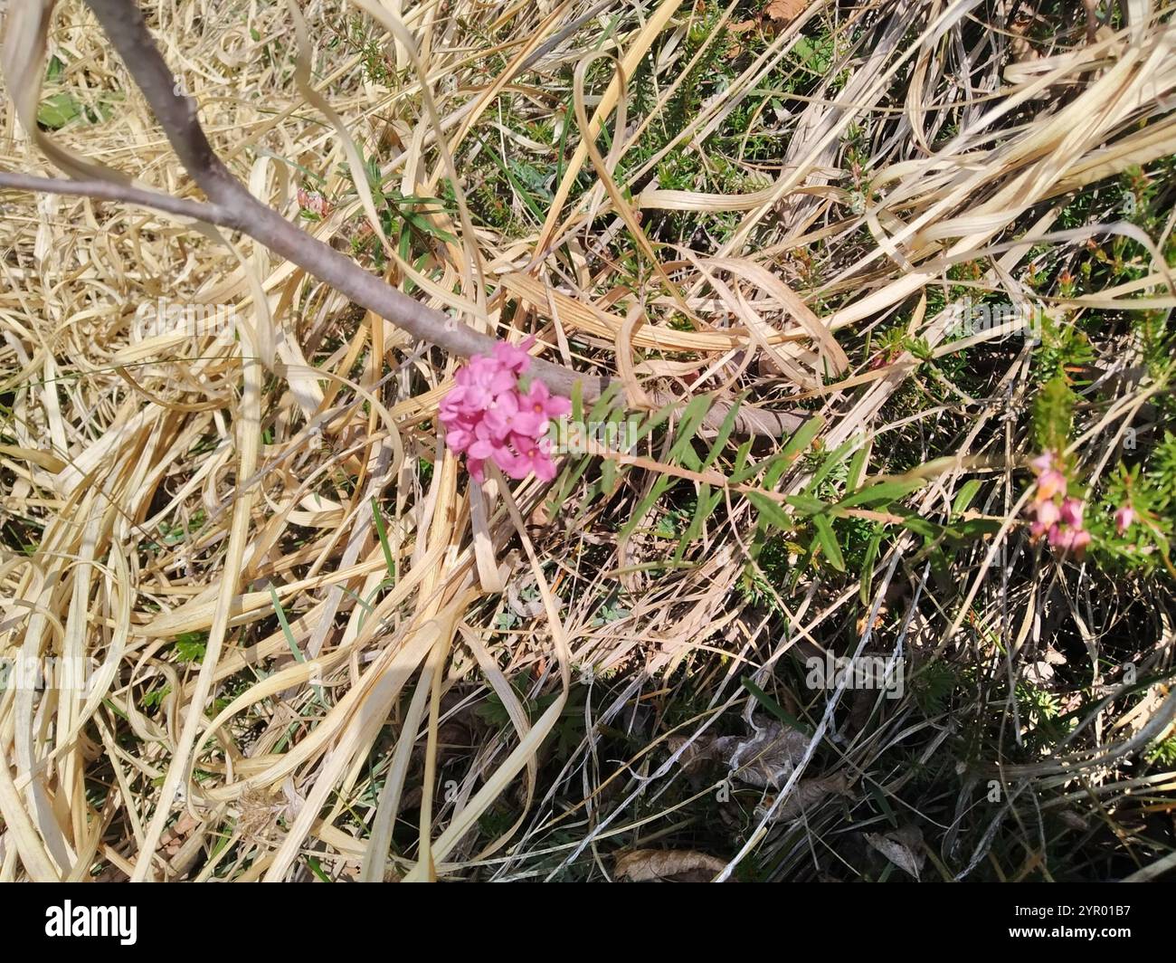 Rose Daphne (Daphne cneorum Stock Photo - Alamy