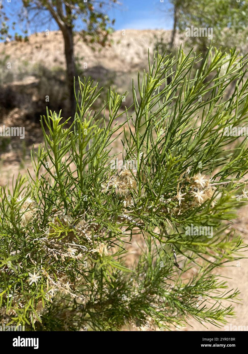 Black-banded Rabbitbrush (Ericameria paniculata Stock Photo - Alamy