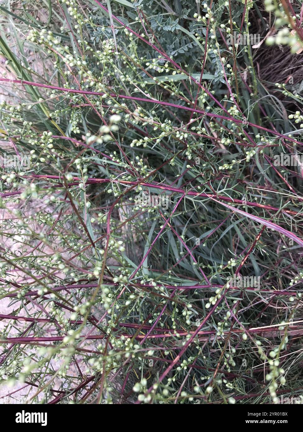 Field Sagewort (Artemisia campestris Stock Photo - Alamy