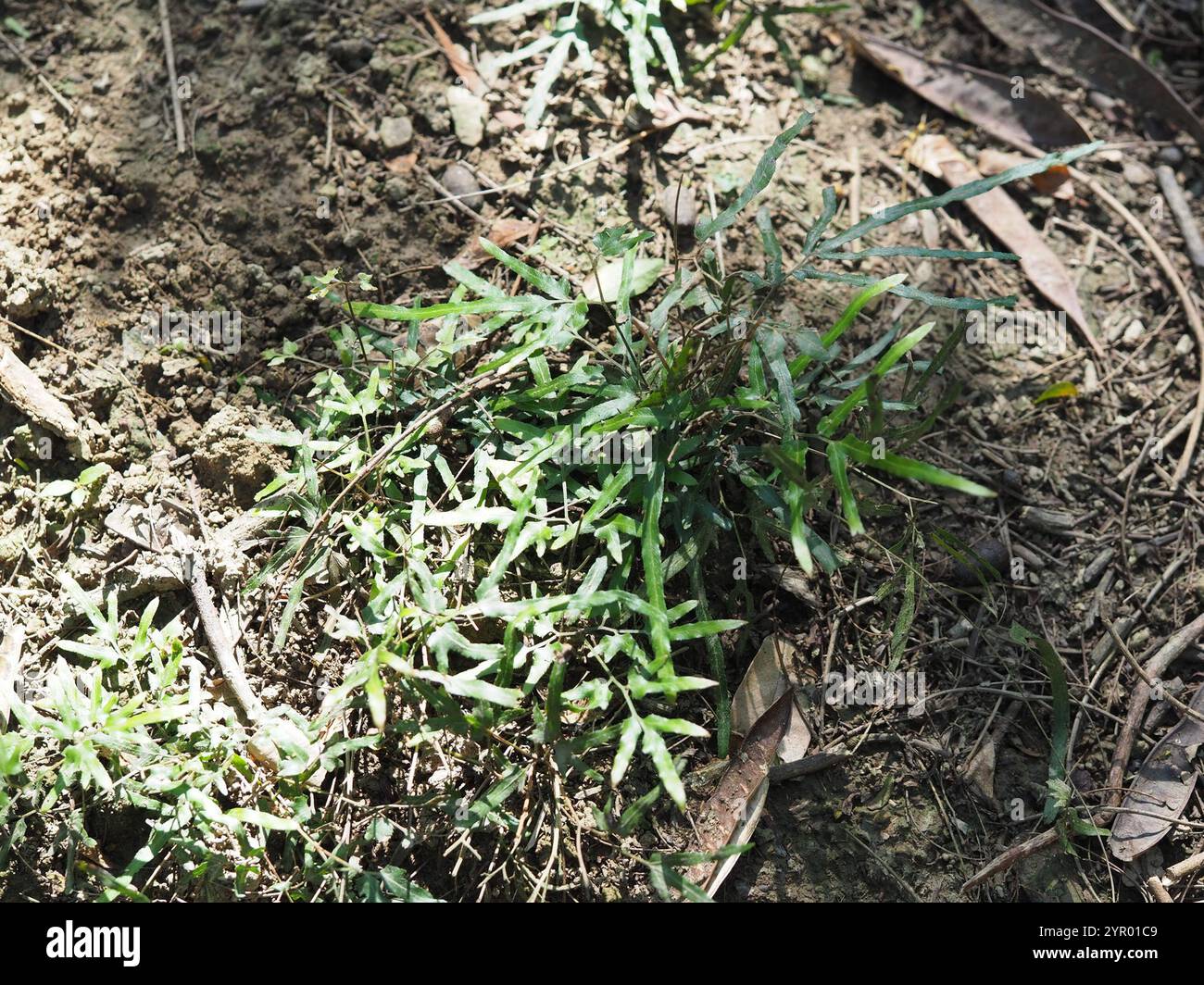 Japanese climbing fern (Lygodium japonicum Stock Photo - Alamy