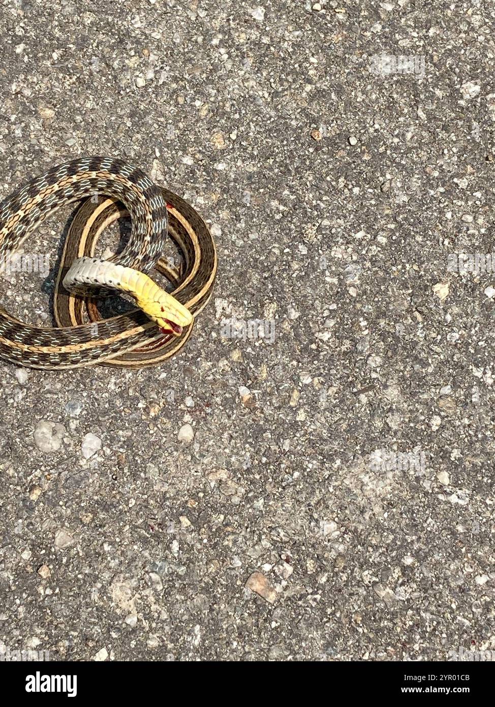 Buff Striped Keelback (Amphiesma stolatum Stock Photo - Alamy