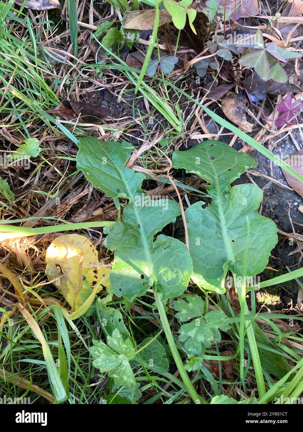 fiddle dock (Rumex pulcher Stock Photo - Alamy