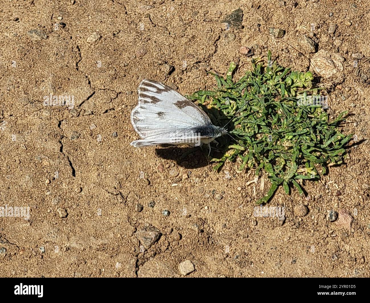 Checkered White (Pontia protodice Stock Photo - Alamy
