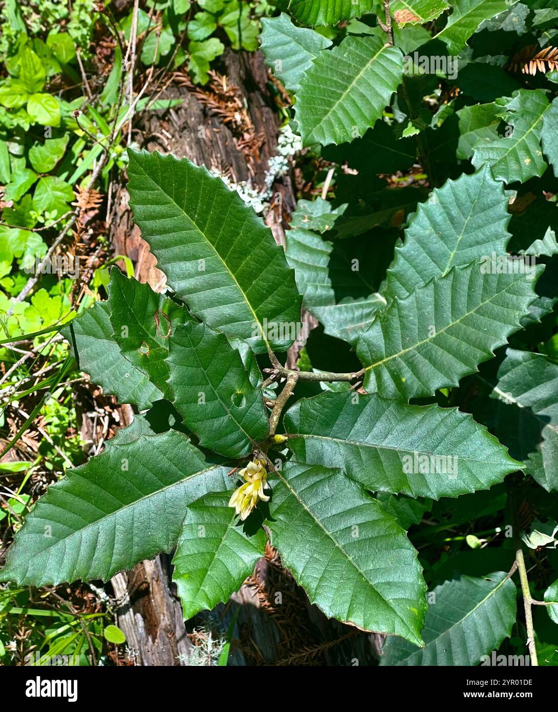 Tanoak (Notholithocarpus densiflorus Stock Photo - Alamy