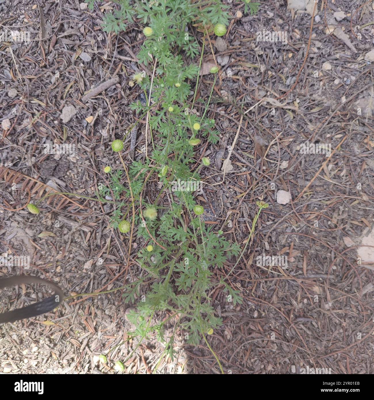 Cotula australis hi-res stock photography and images - Alamy