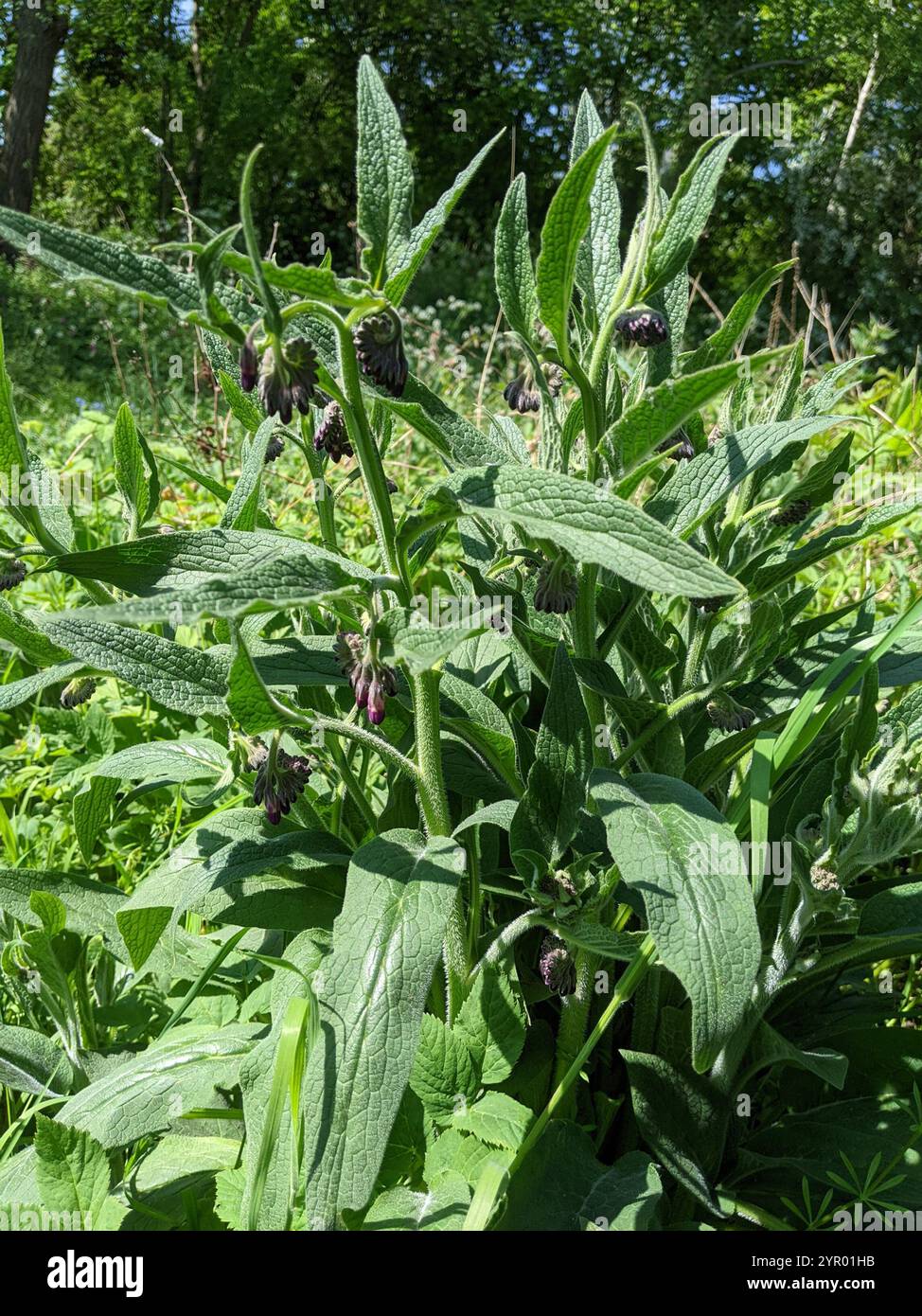 common comfrey (Symphytum officinale Stock Photo - Alamy