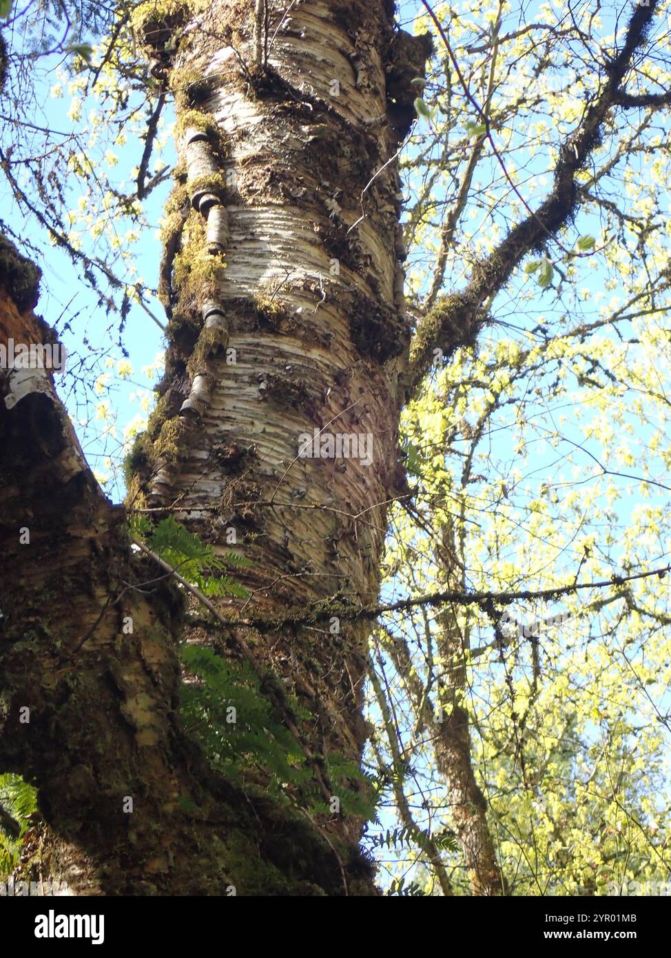 water birch (Betula occidentalis Stock Photo - Alamy