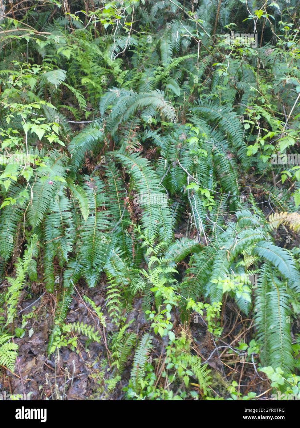 western sword fern (Polystichum munitum Stock Photo - Alamy