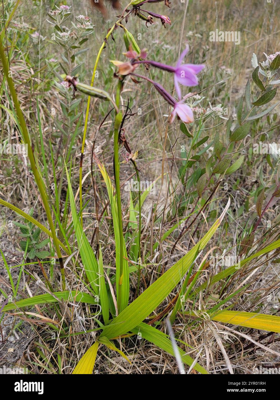 Philippine Ground Orchid (Spathoglottis plicata Stock Photo - Alamy