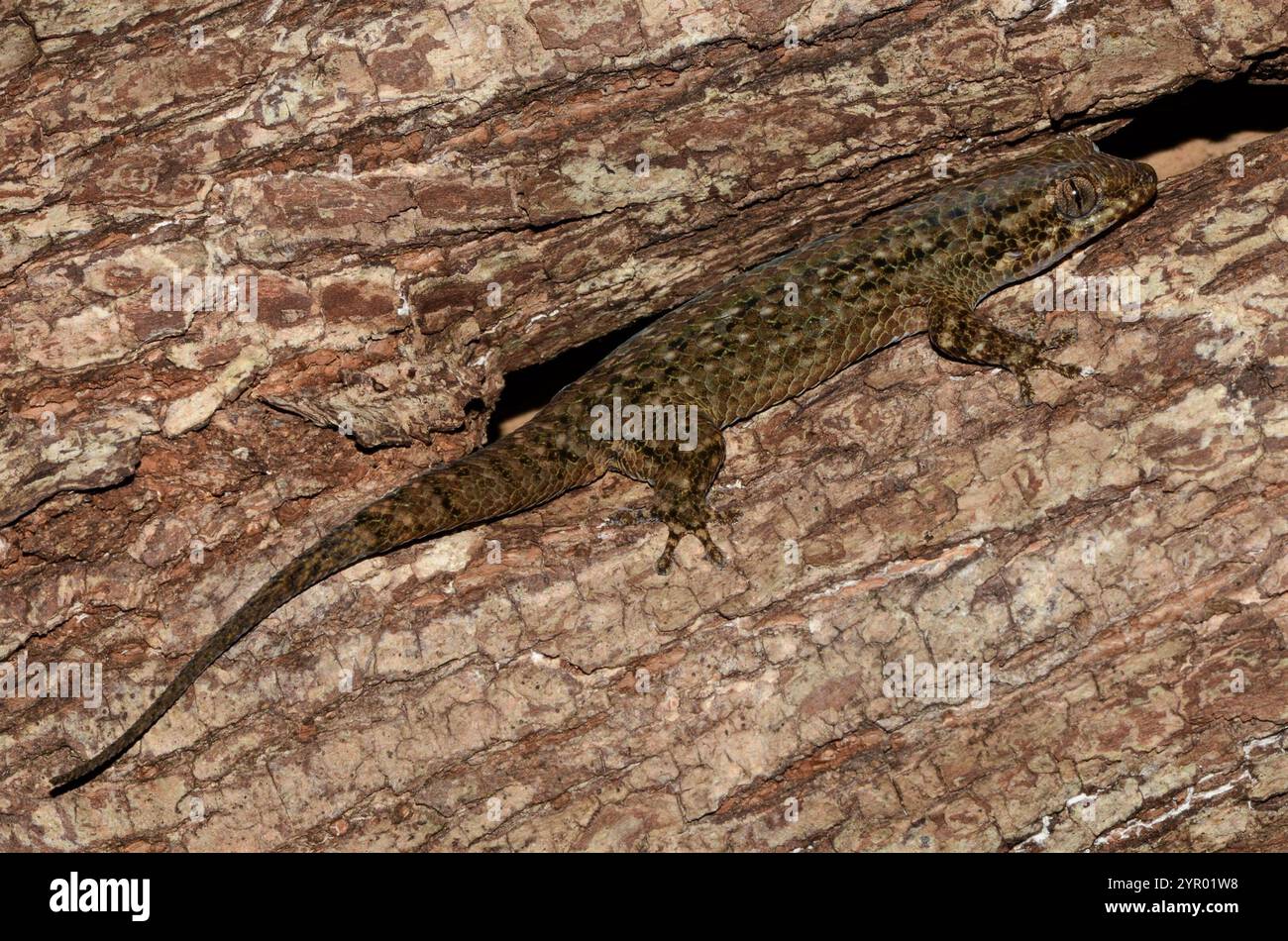 Fish scale gecko geckolepis maculata hi-res stock photography and ...