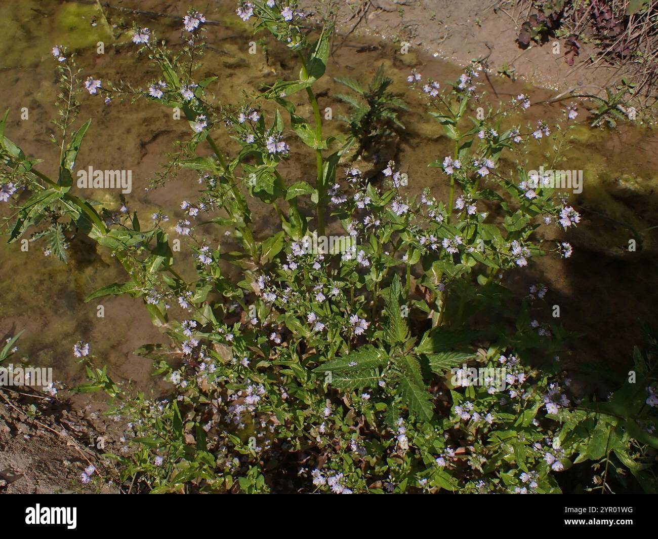 blue water-speedwell (Veronica anagallis-aquatica Stock Photo - Alamy