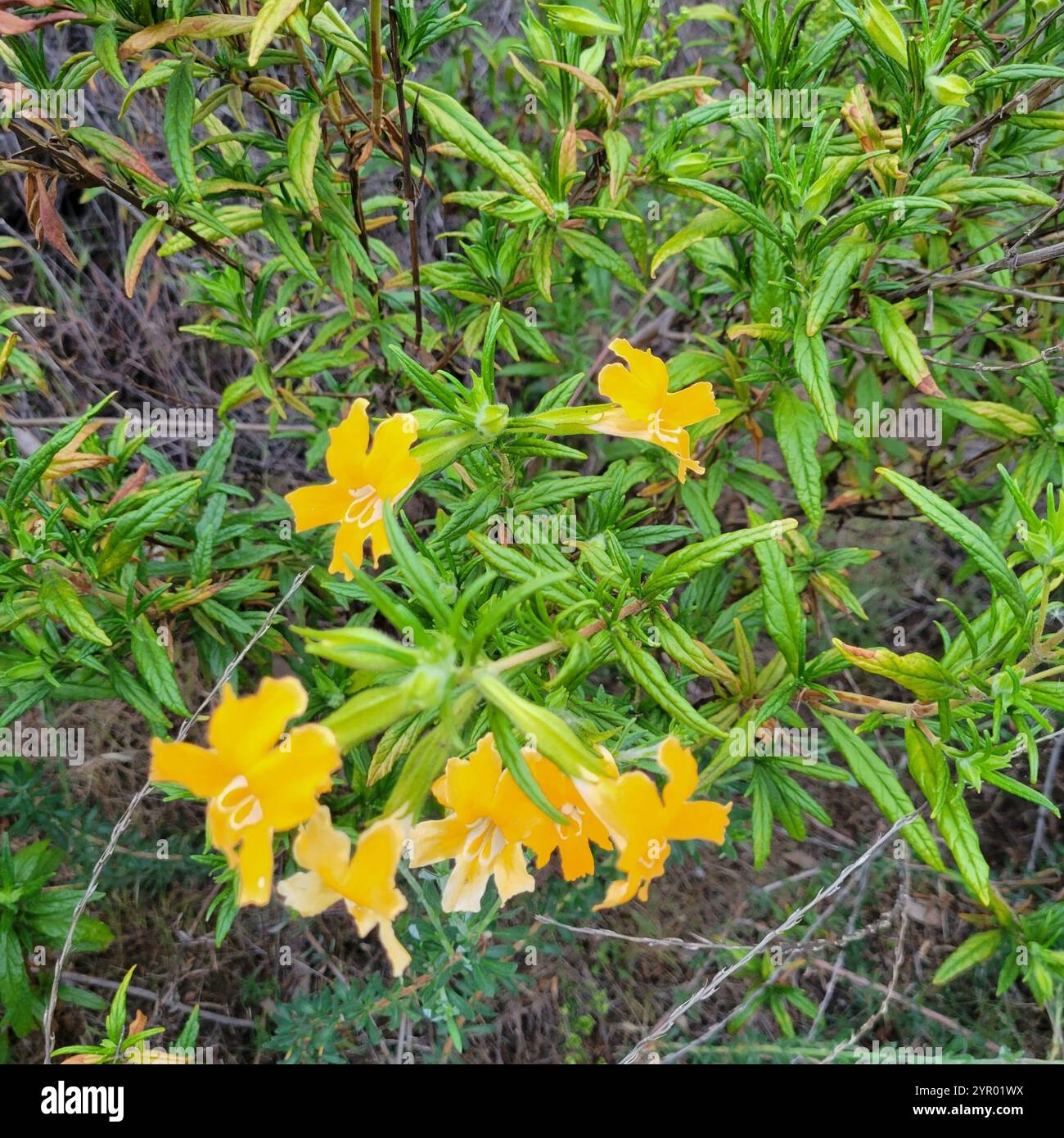 southern bush monkeyflower (Diplacus longiflorus Stock Photo - Alamy