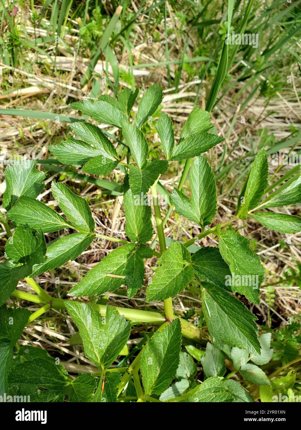 sea-watch (Angelica lucida Stock Photo - Alamy