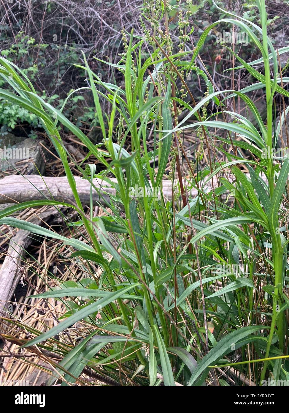 Suisun Marsh aster (Symphyotrichum lentum Stock Photo - Alamy