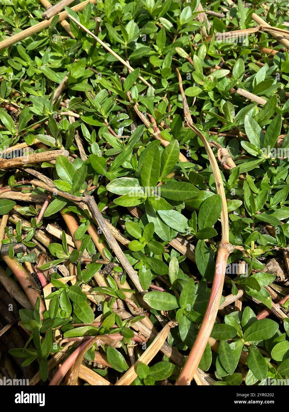 Alligatorweed (Alternanthera philoxeroides Stock Photo - Alamy