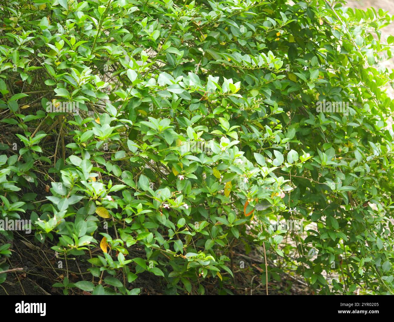 scrambling clerodendrum (Volkameria inermis Stock Photo - Alamy