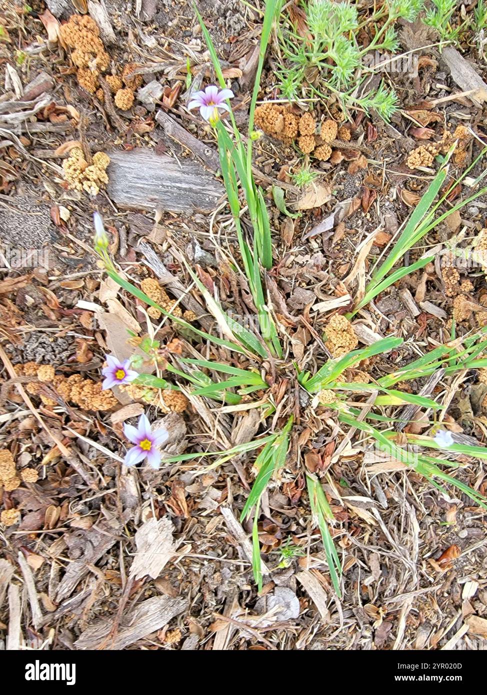 Blue Pigroot (Sisyrinchium micranthum Stock Photo - Alamy