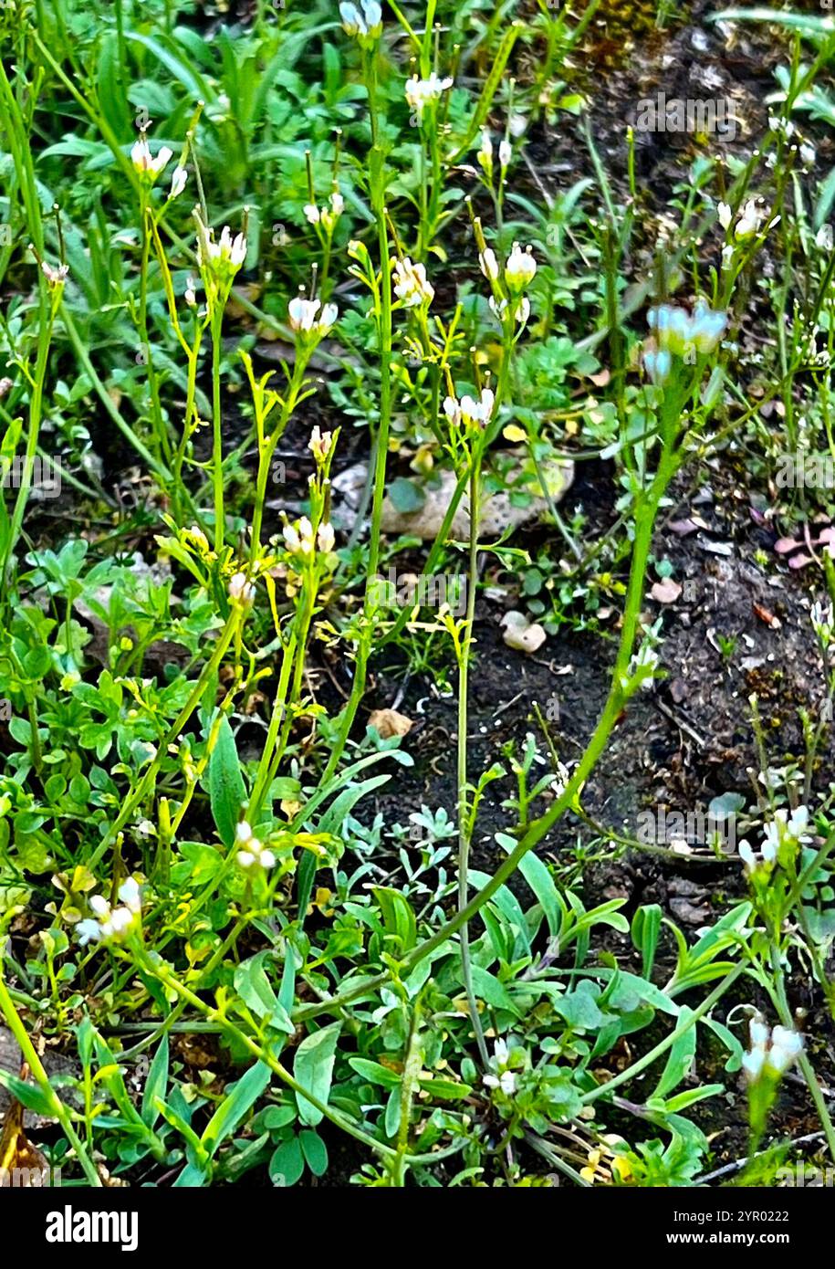hairy bittercress (Cardamine hirsuta Stock Photo - Alamy