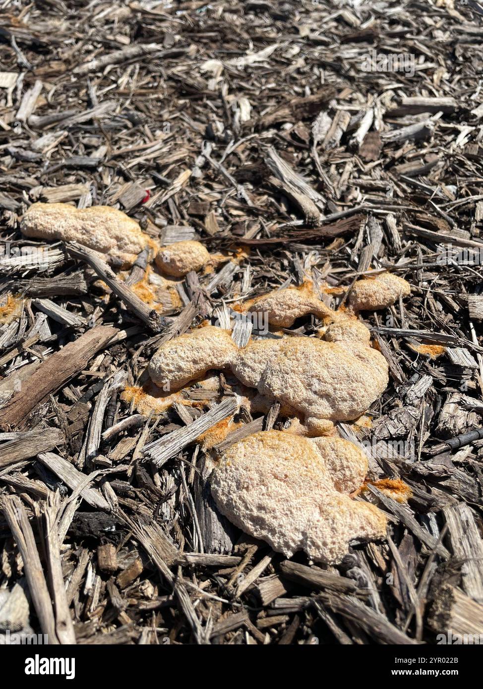 Dog Vomit Slime Mold (Fuligo septica Stock Photo - Alamy