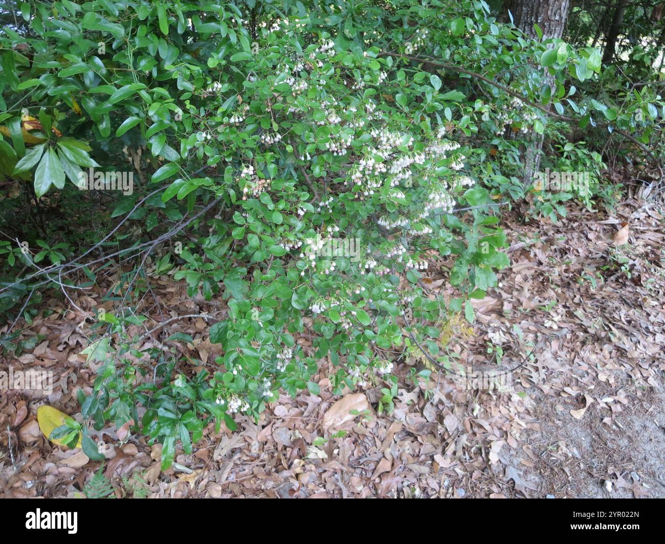 sparkleberry (Vaccinium arboreum Stock Photo - Alamy