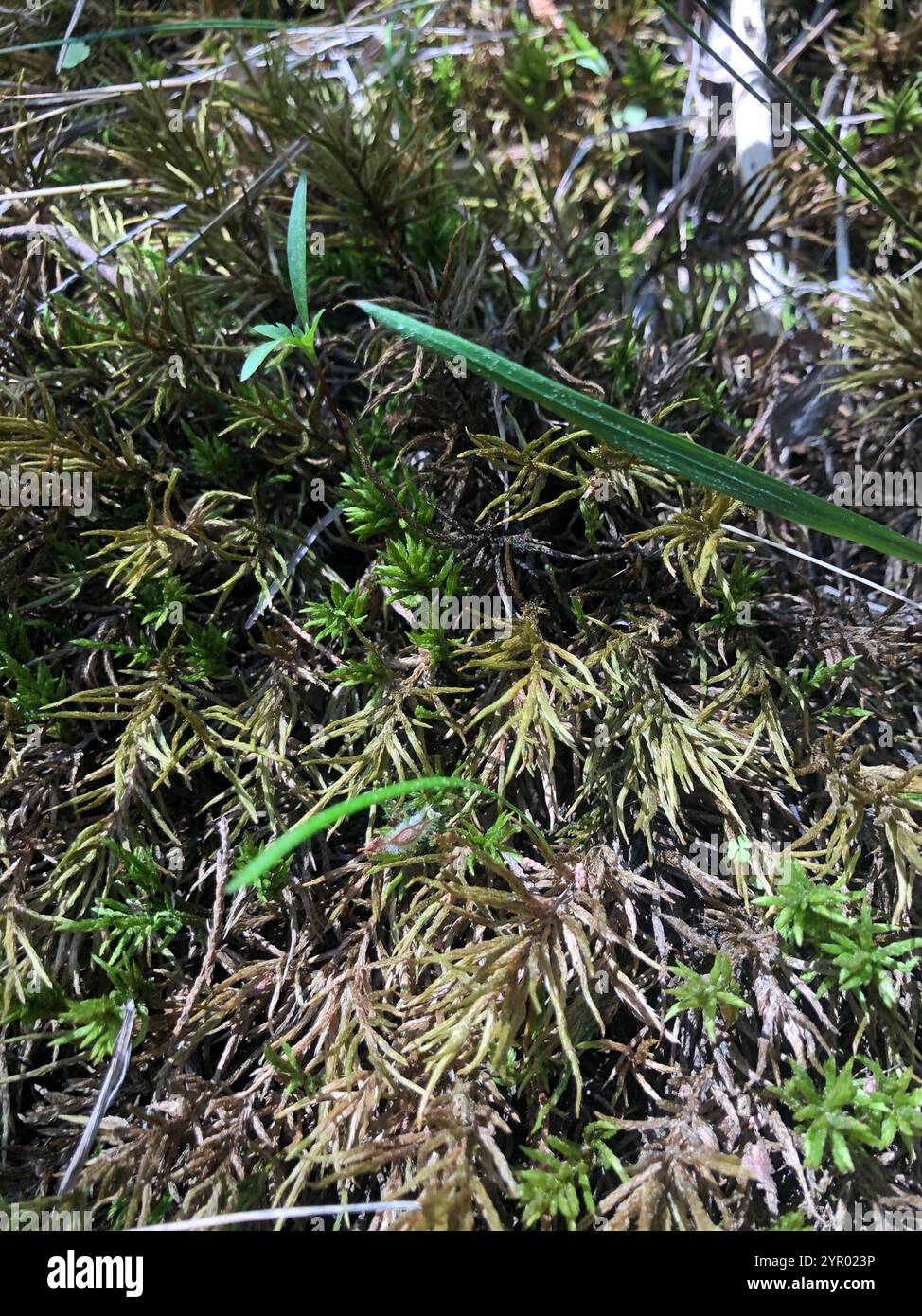 American Tree Moss (Climacium americanum Stock Photo - Alamy