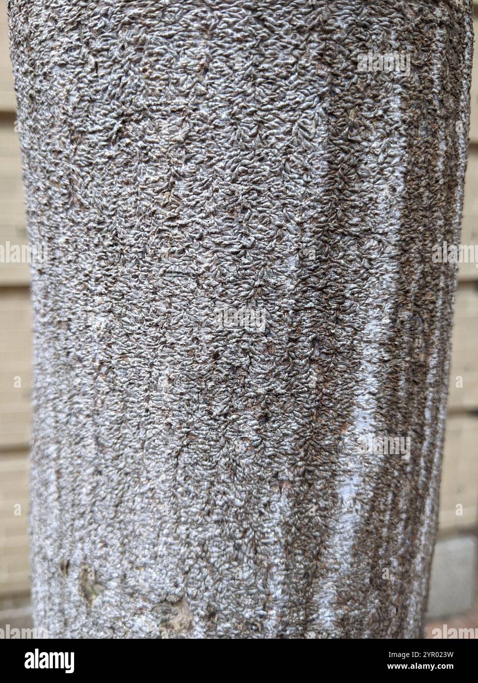 Oystershell Scale (Lepidosaphes ulmi Stock Photo - Alamy