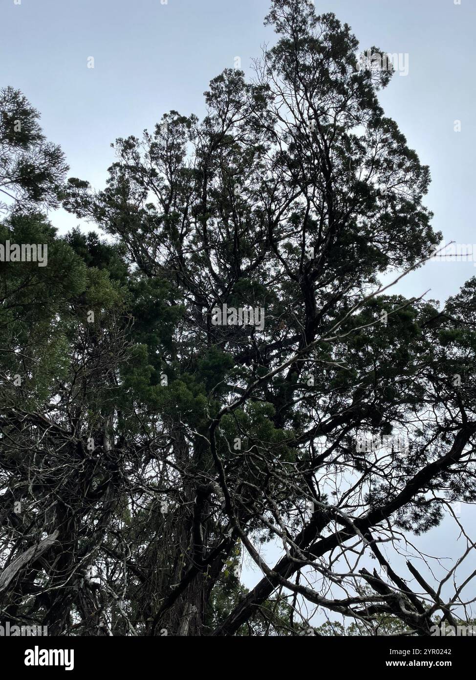 Ashe juniper (Juniperus ashei Stock Photo - Alamy