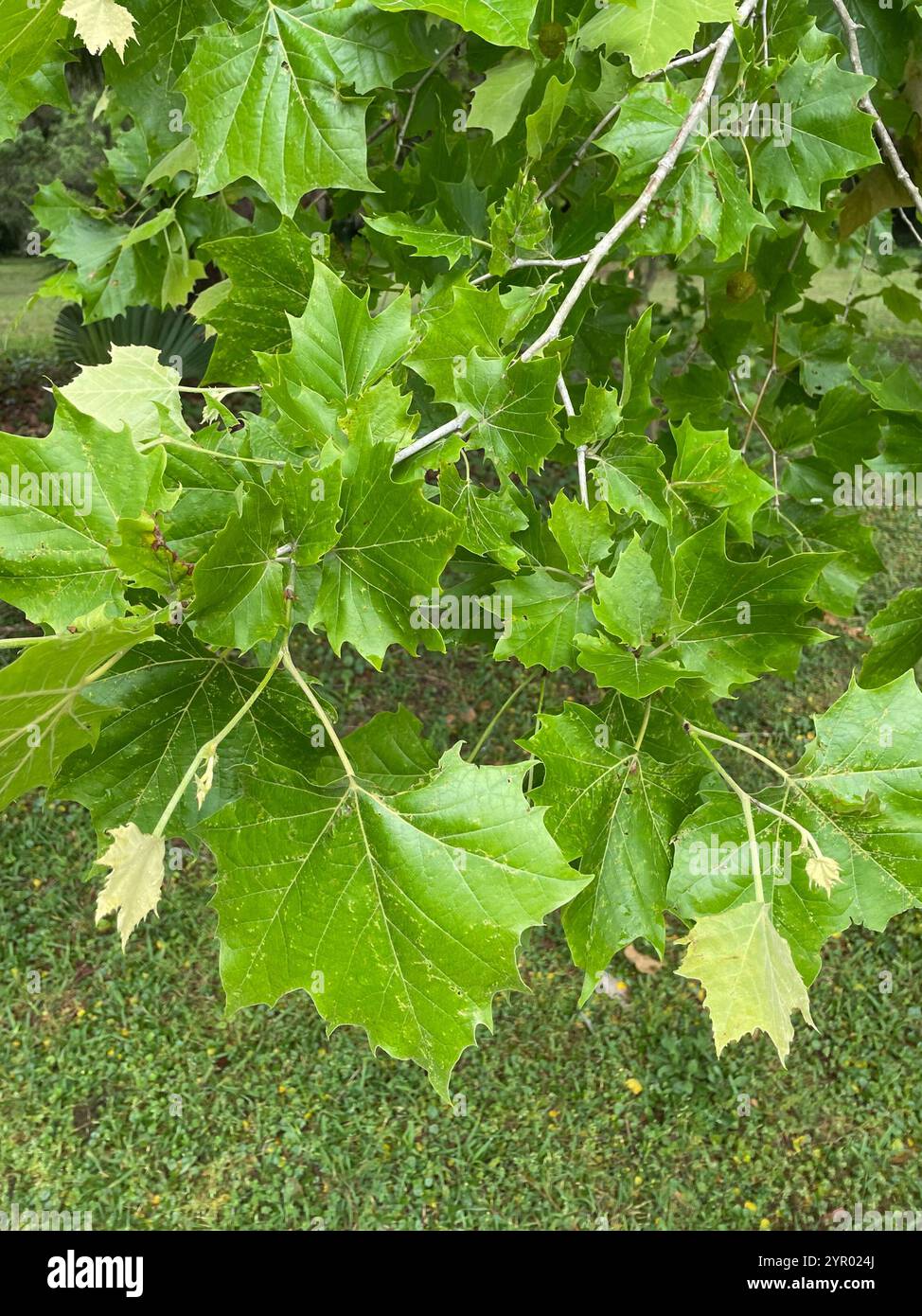American sycamore (Platanus occidentalis Stock Photo - Alamy