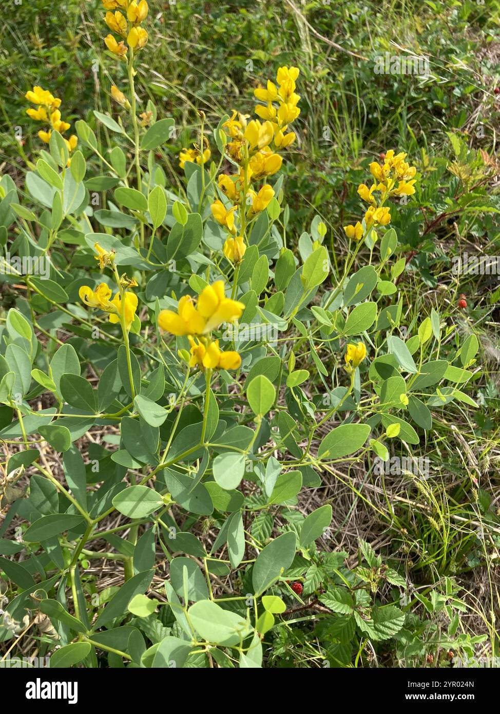 Yellow Wild Indigo (Baptisia sphaerocarpa Stock Photo - Alamy