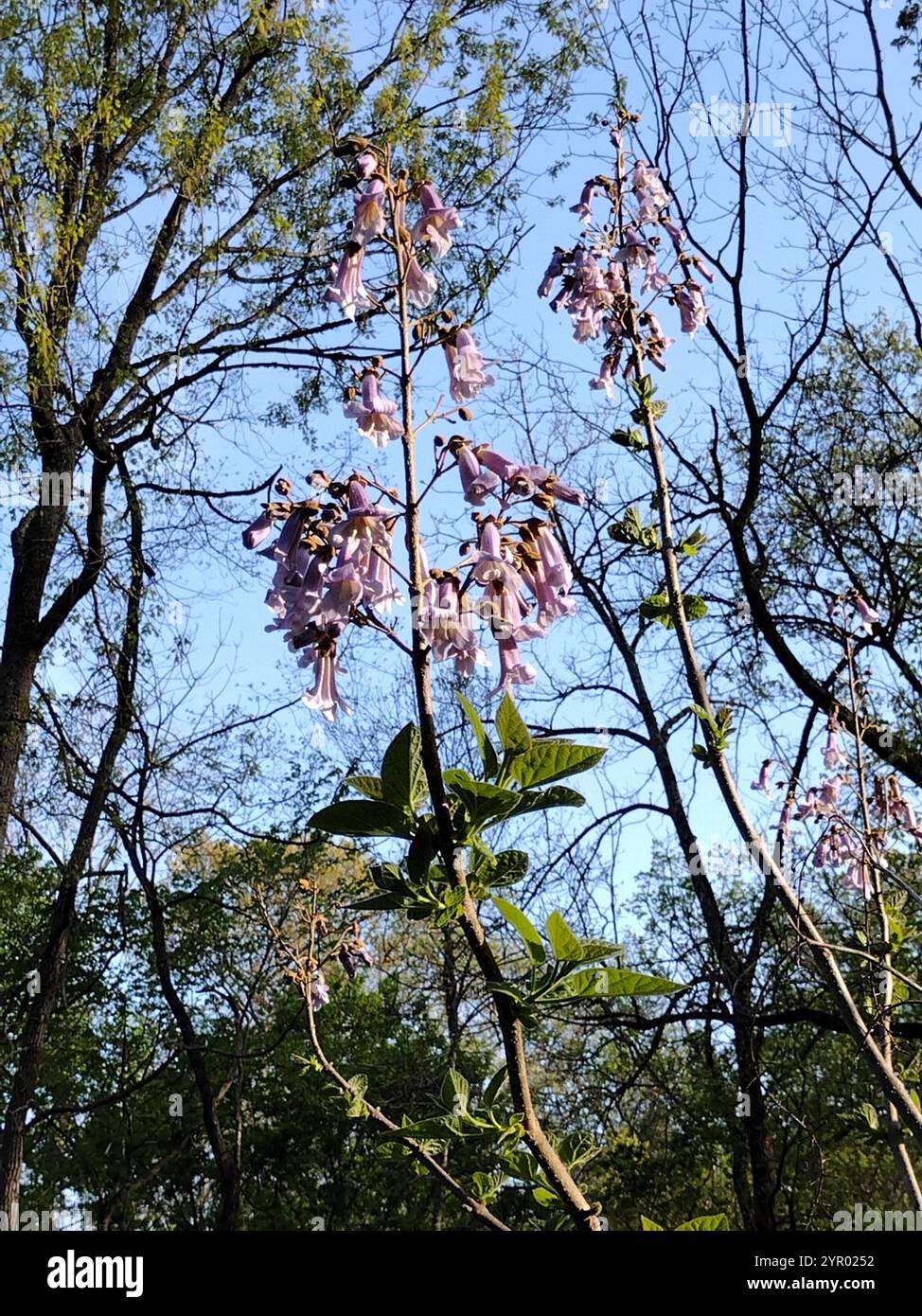 princess tree (Paulownia tomentosa Stock Photo - Alamy