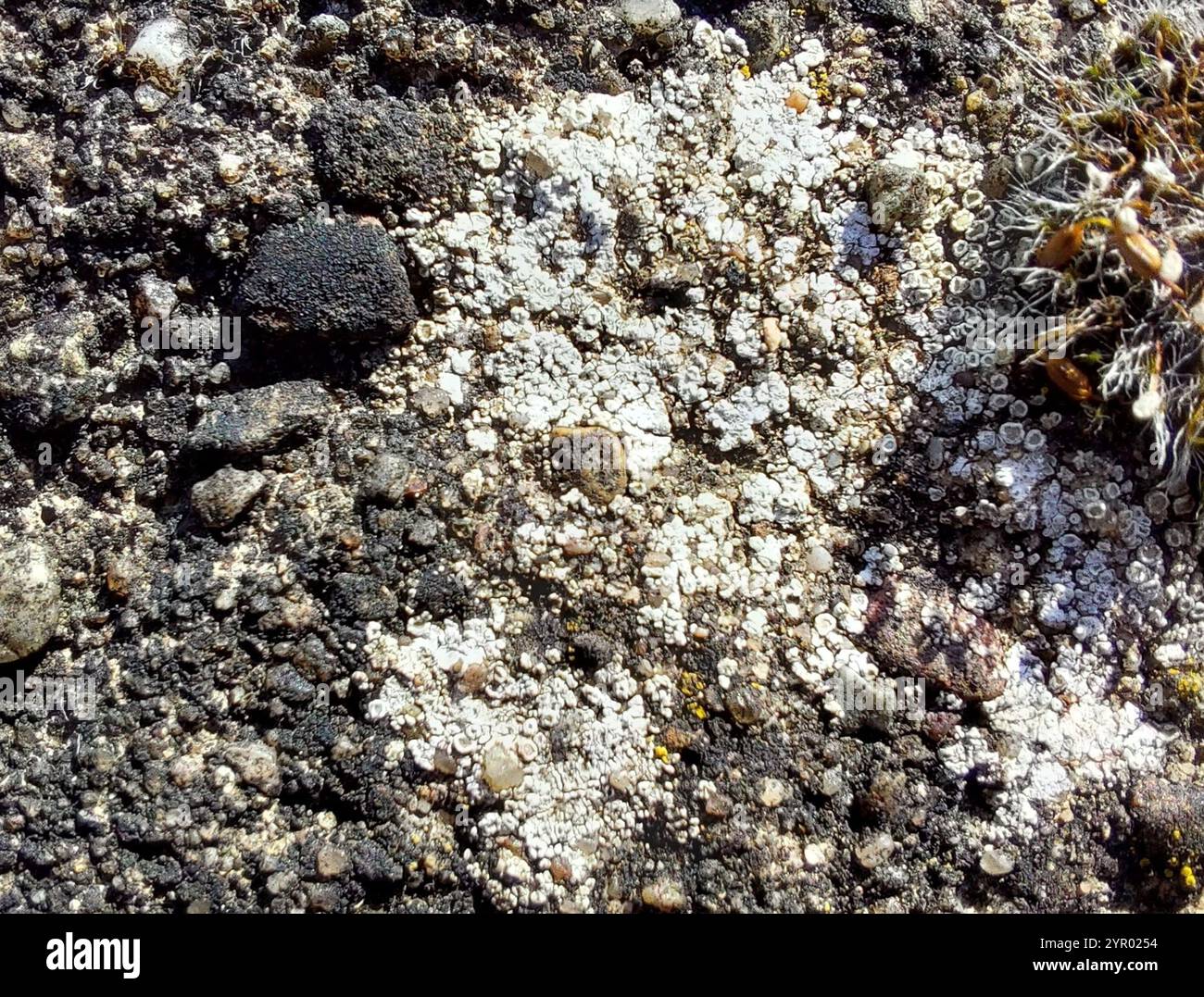 Tile Lichens (Lecidea Stock Photo - Alamy